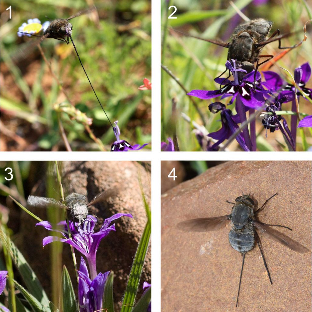 A new species of tangle-veined fly described. | NSCF