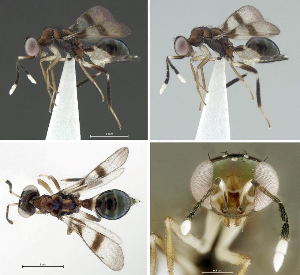 New species of enigmatic African wasps | NSCF