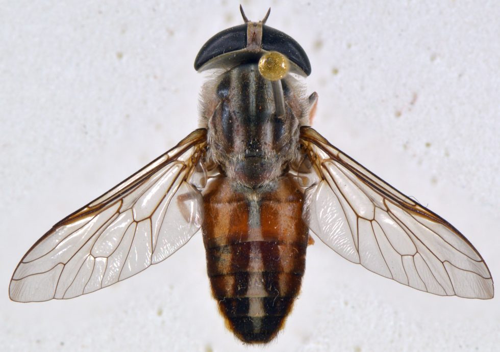 Horse Flies: who’s related to whom? | NSCF